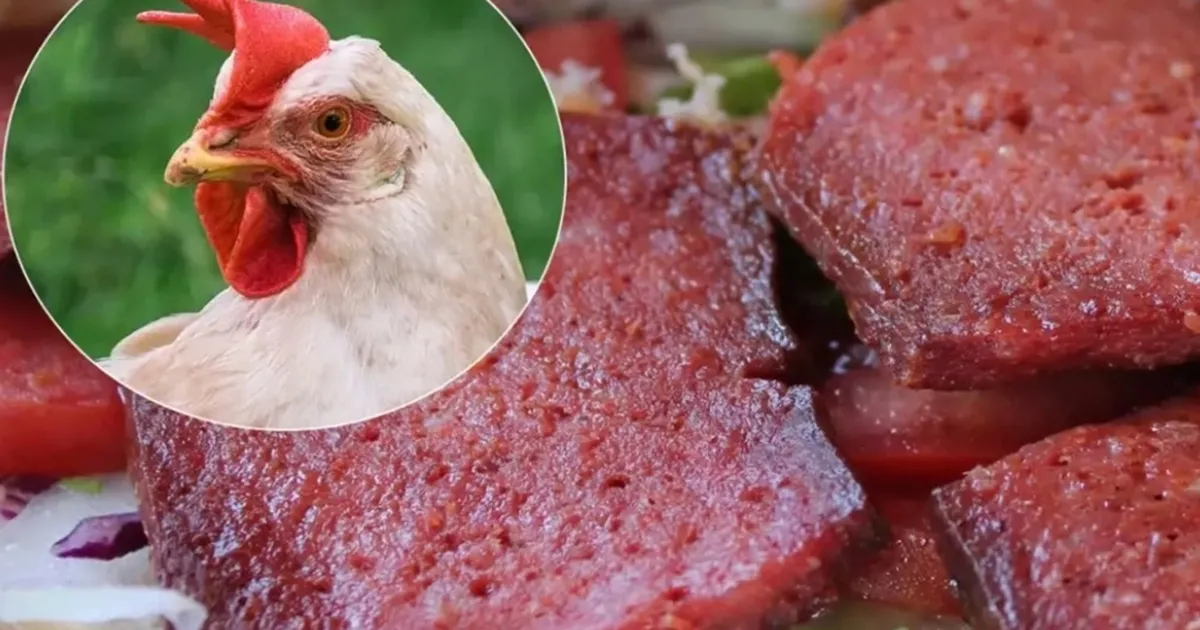 SUCUKTAN TAVUK KAFASI ÇIKTI! - Fatsa Gazetesi